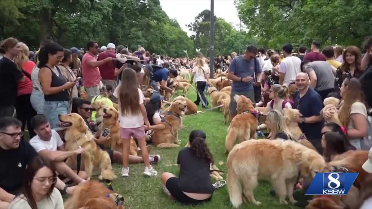 Animal Stories: Golden retriever gathering in Buenos Aires aims for ...