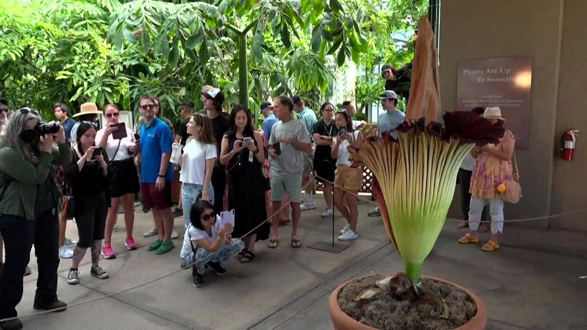 Putrid scent of corpse flower draws crowds to botanical garden