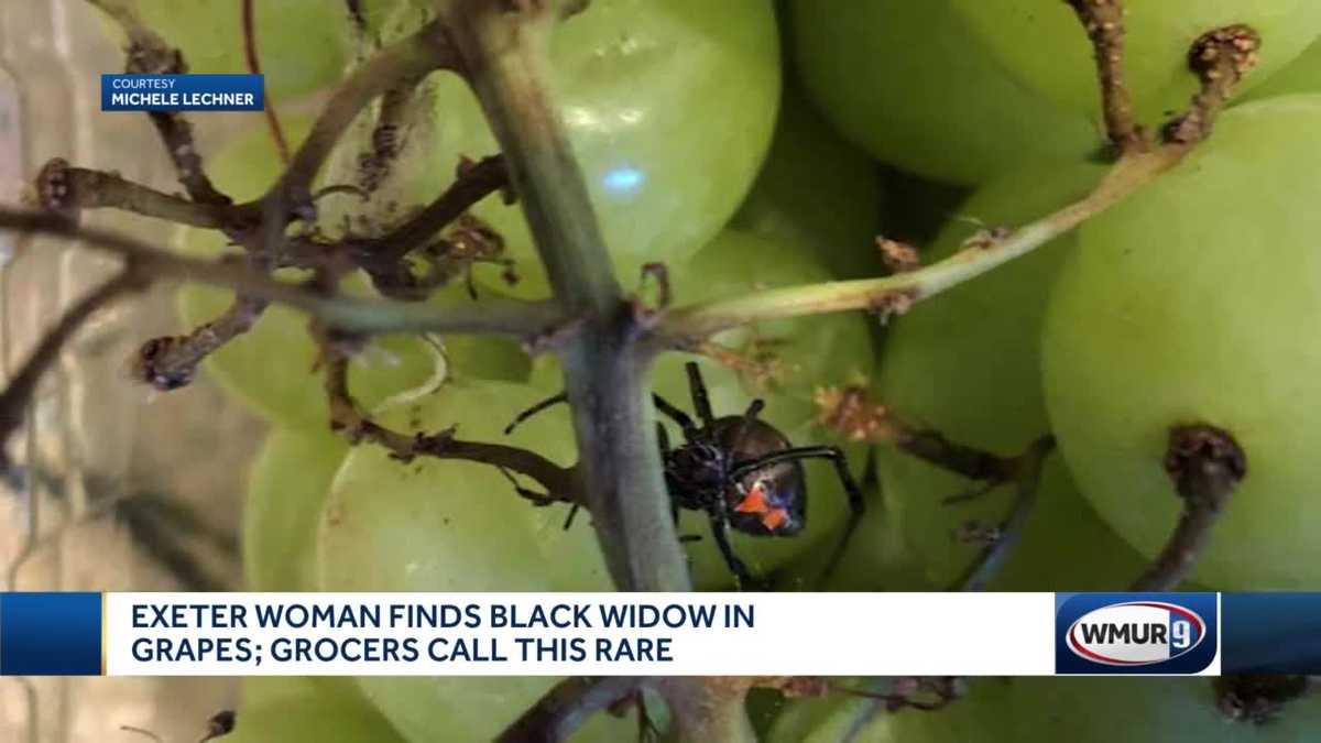 Exeter woman finds black widow spider in grapes Exeter woman finds black widow spider in grapes