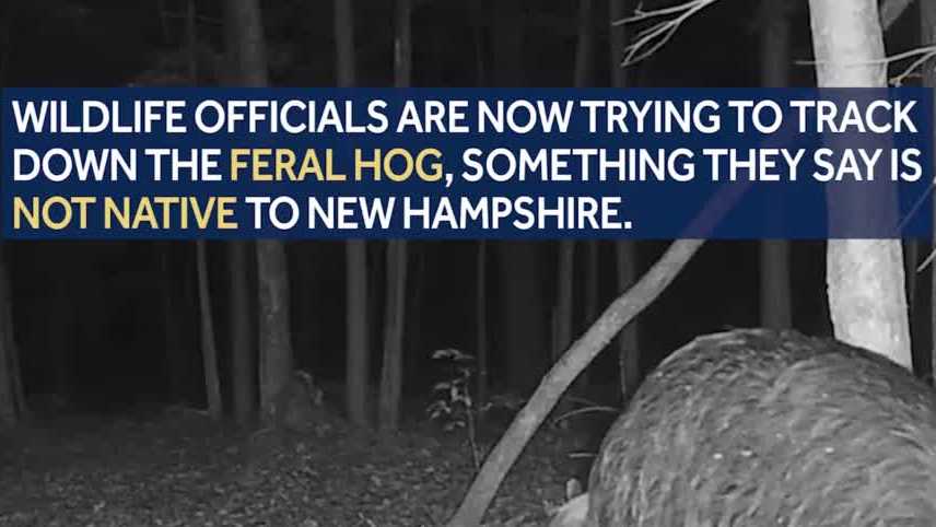 Video: NH wildlife officials search for apparent feral hog caught on camera