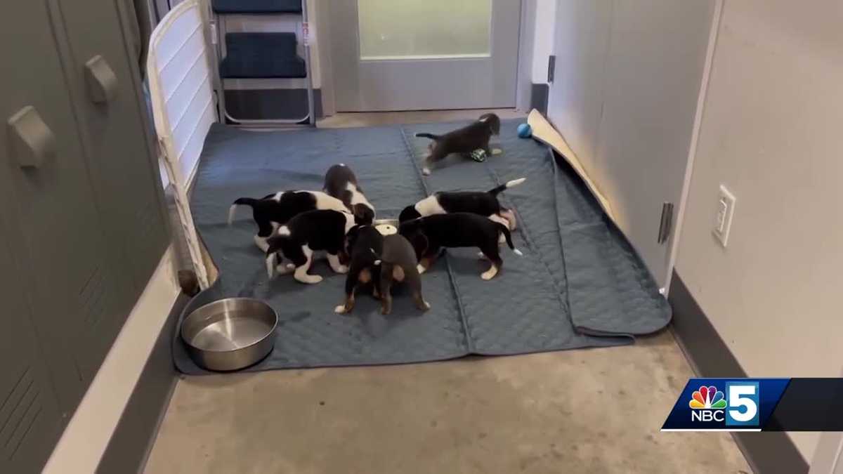 Pet Connection: Nov. 14, 2024