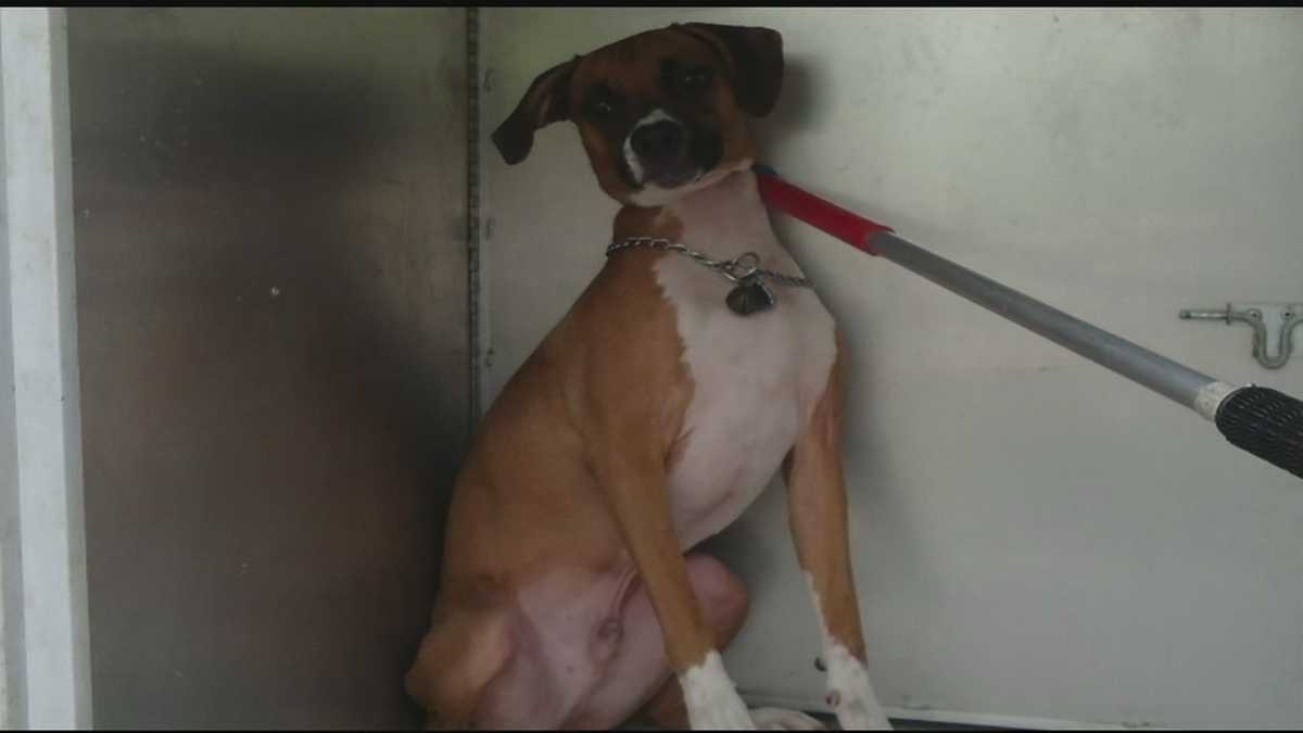 A Violent Pit Bull Attack Occurs at Same Residence from 2012 Attack