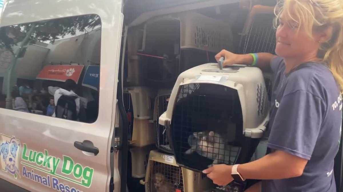 Animal shelters throughout the U.S. becoming overwhelmed