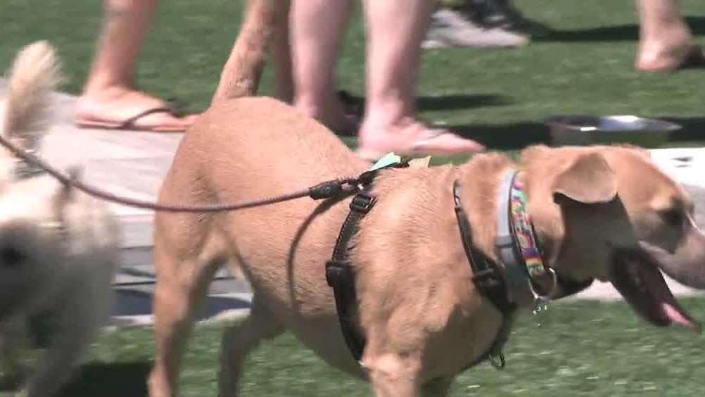 Dog-friendly event at Tuscan Village benefits local animal shelters