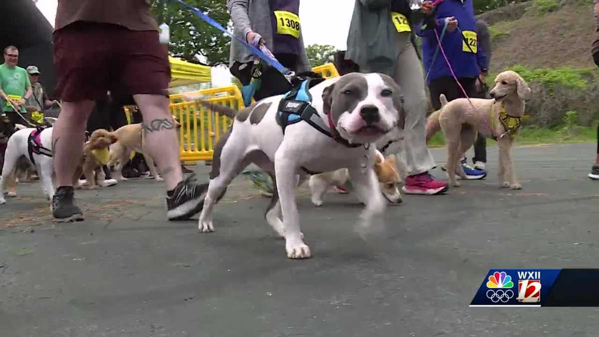 8th Annual Mutt Strut a success in Winston-Salem, raising funds for ...