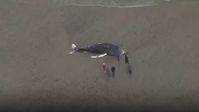 Mass. experts react to Trump's claim that wind turbines cause whale deaths