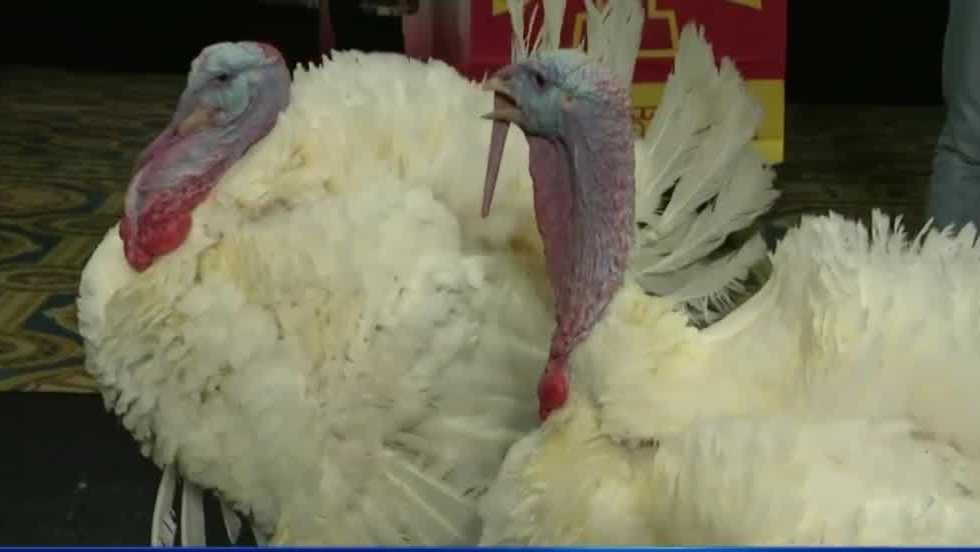 These Iowa turkeys will not spend Thanksgiving on a plate