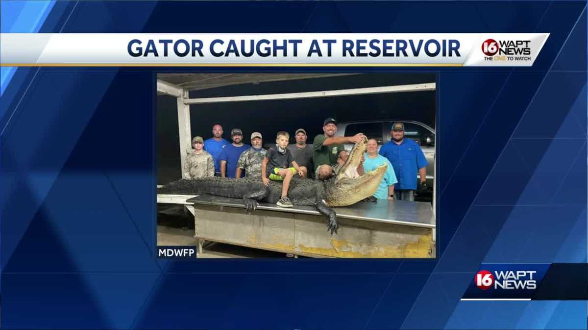 13 foot alligator caught at the Reservoir Saturday