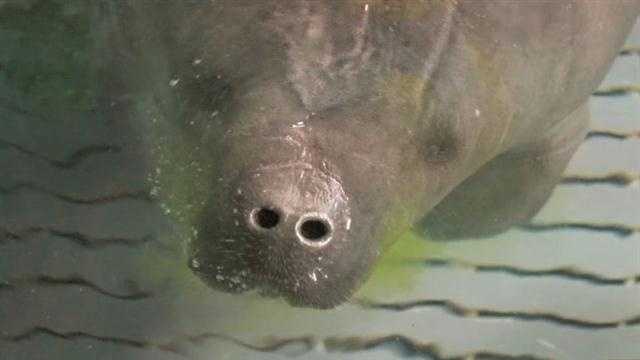 Weekend manatee swap between Ohio, Florida zoos