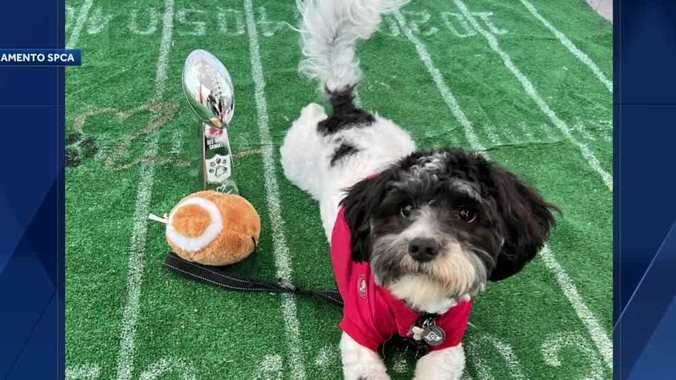 Sacramento dog competing in Puppy Bowl voted 'most pupular'