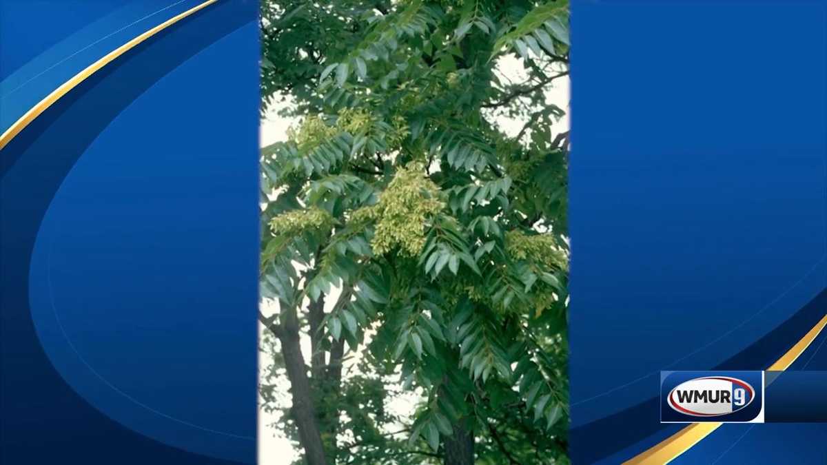 New Hampshire gardening tips: Identifying tree of heaven plants
