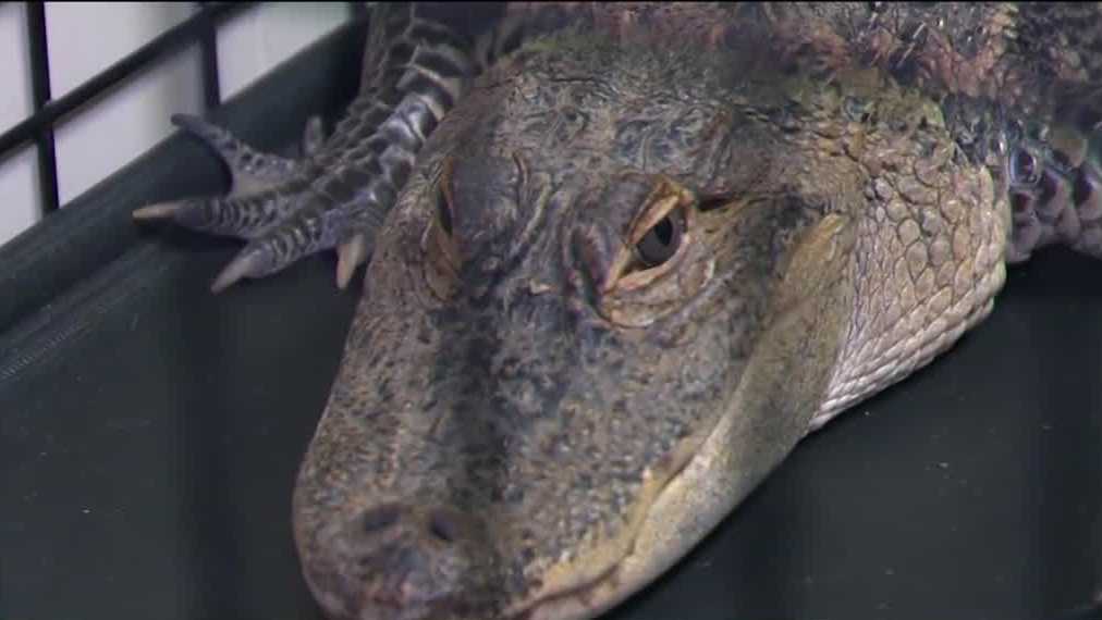 River alligator becomes animal ambassador