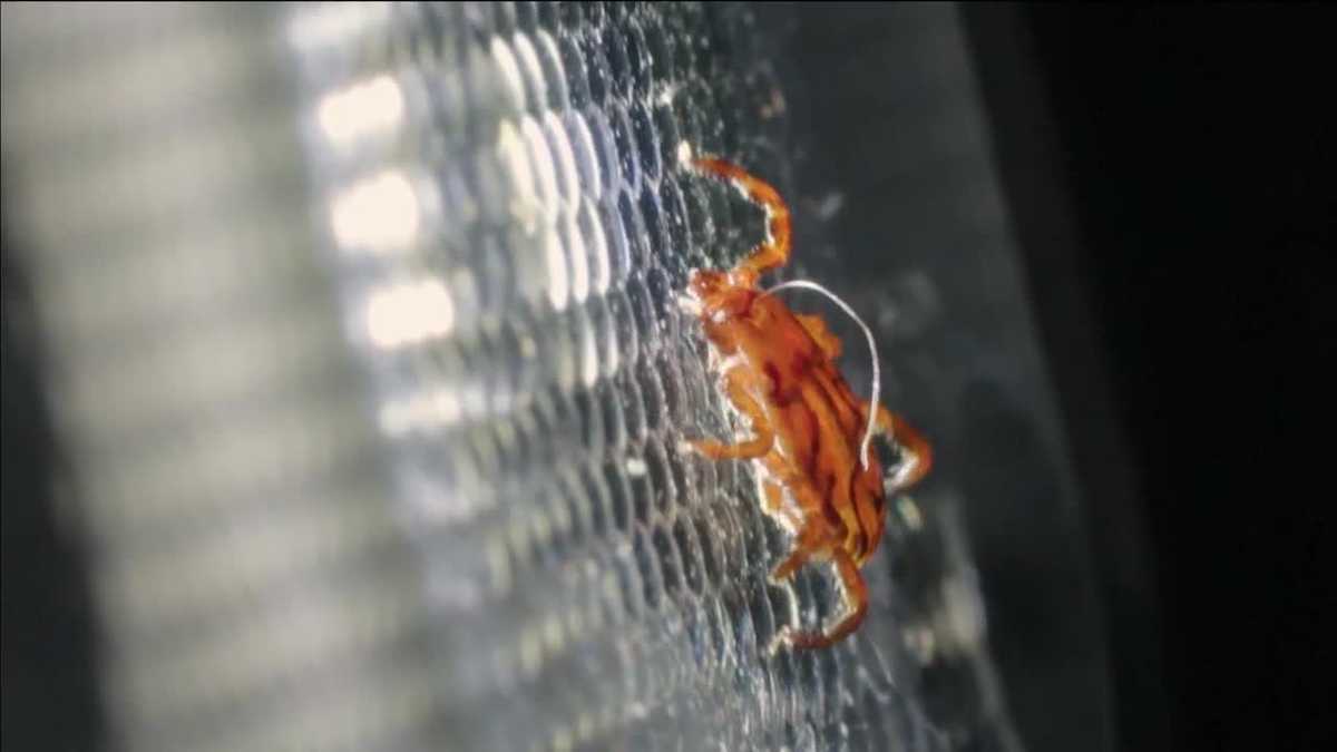 Oklahoma doctor breaks down warning about allergy caused by ticks