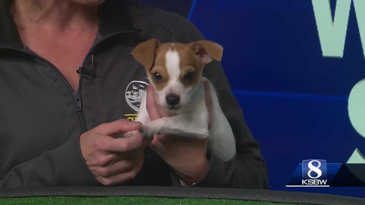 Pet of the Weekend: Stanley the Dog