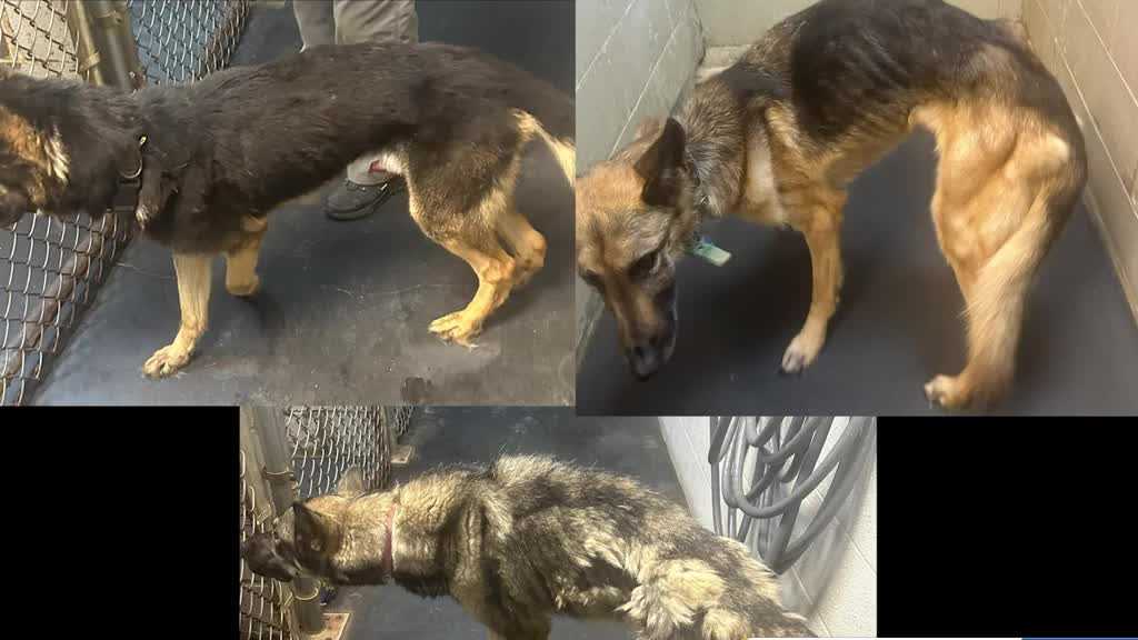 Margaret man accused of aggravated animal cruelty