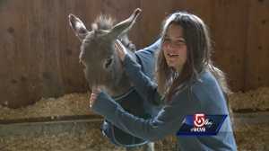 Firefighters rescue donkey stuck in well
