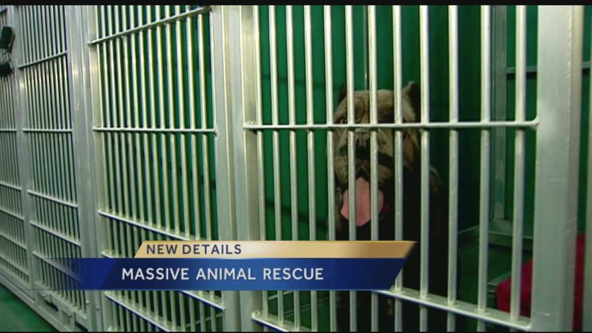 Massive animal rescue operation underway