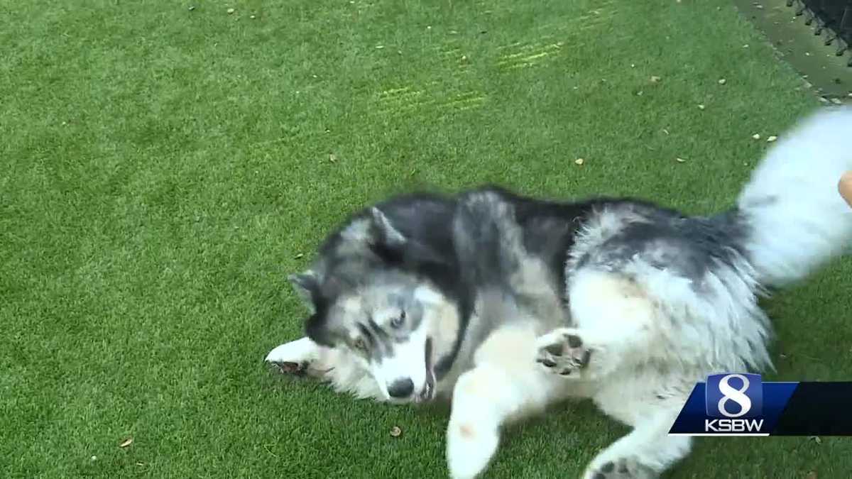 SPCA Monterey County offering fee-waived adoptions