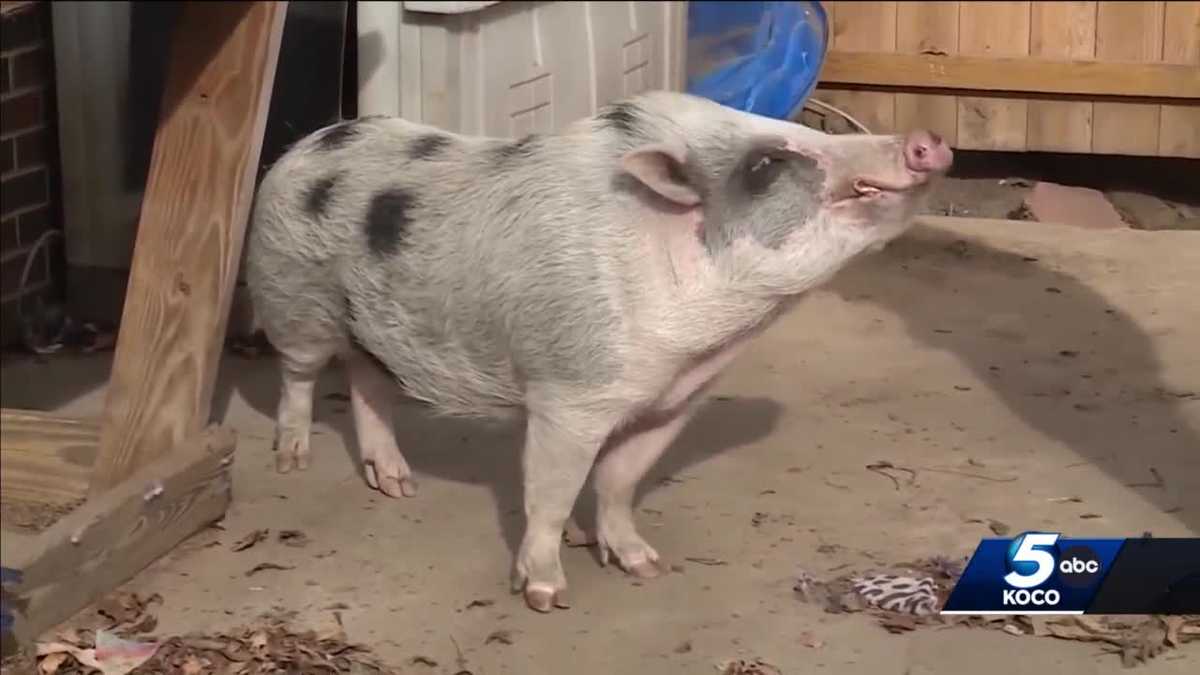 Owner of Moore pig pleads case to city council