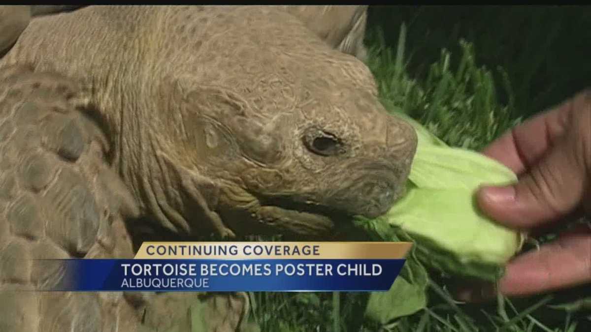 Runaway animal becomes poster tortoise for exotic pet permits