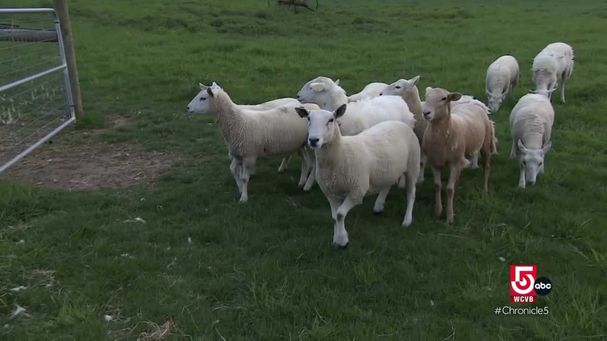 The transformation of wool, from farm to fabric