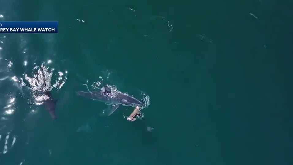 Mako shark eats sea lion in Monterey Bay