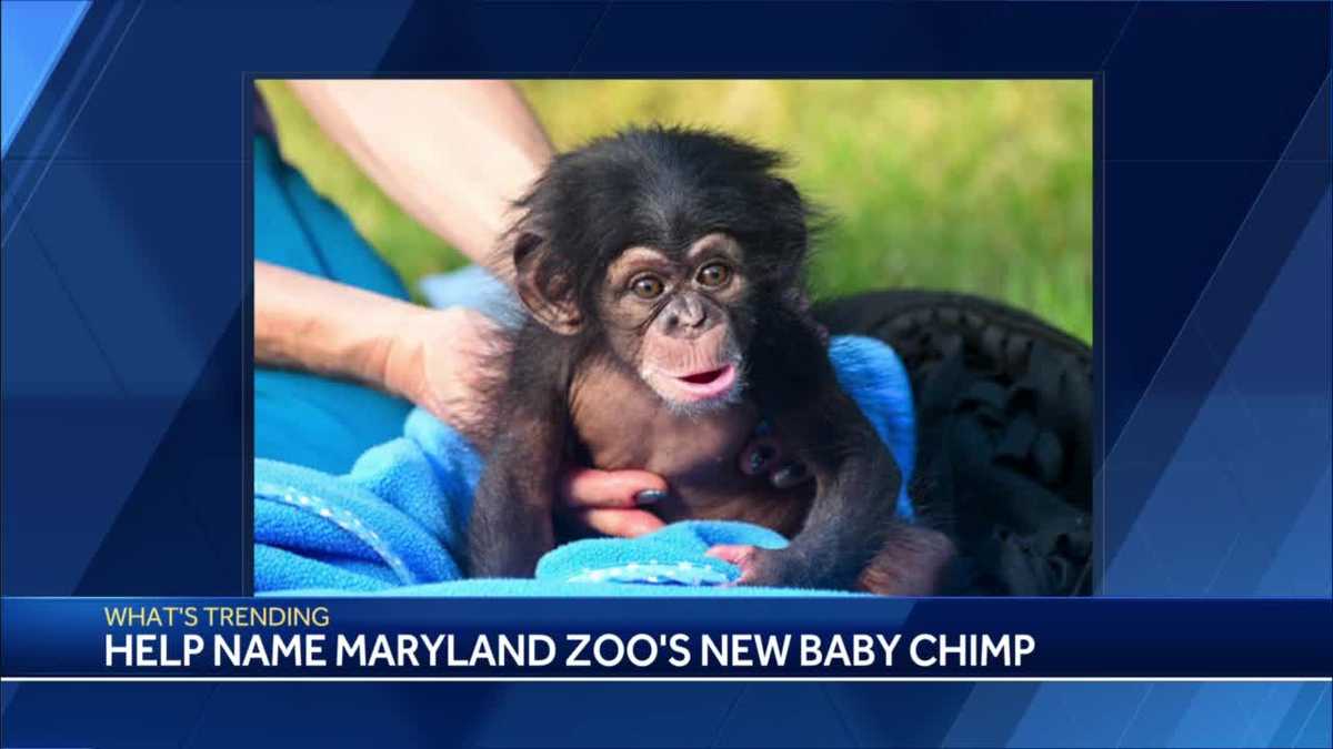 You can help name Maryland Zoo's new baby chimp, vote by Thursday