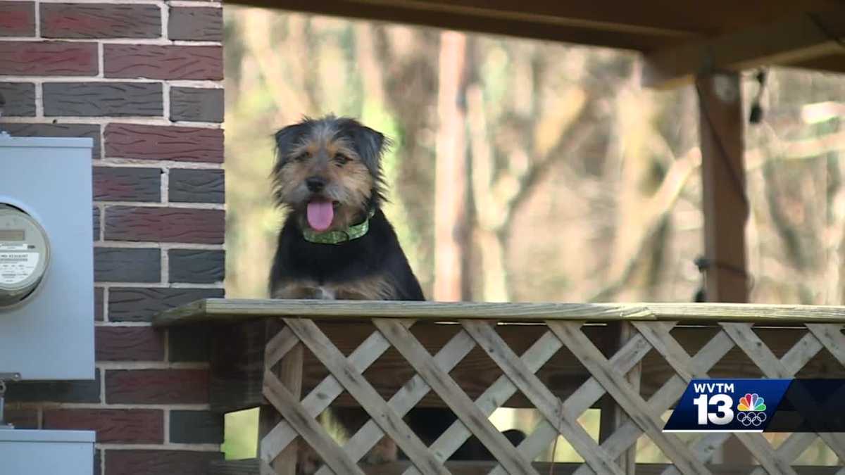 Animal rescue group gets new home for pets