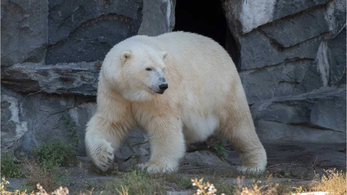 'People are scared': Polar bears migrate, invade community