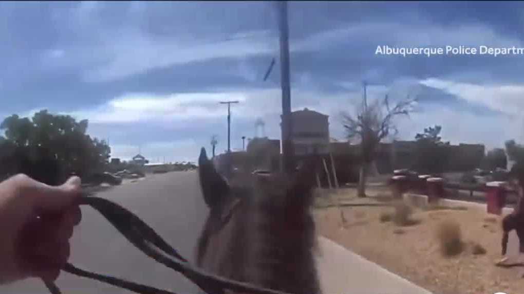 Albuquerque police chase suspect on horseback