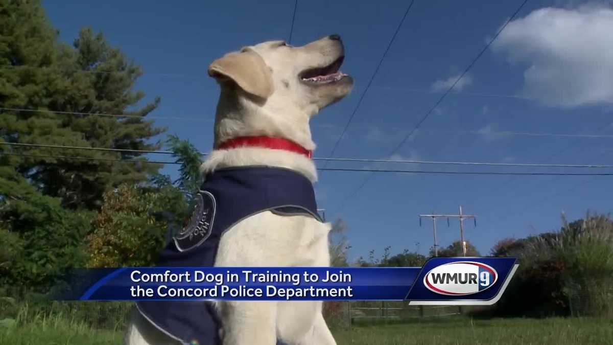 Concord Police to get state's first comfort dog