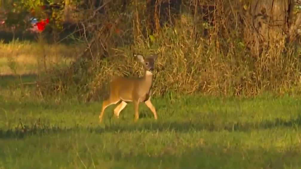 Urban deer hunting will be allowed in Iowa community