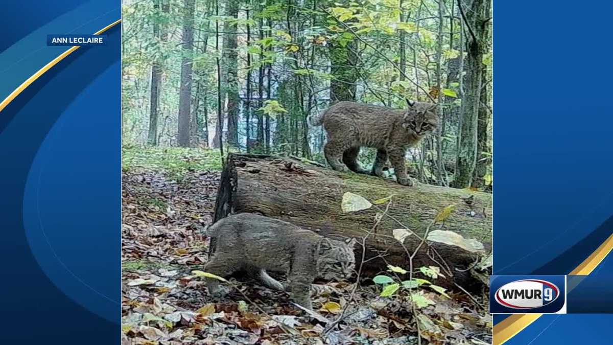 Merrimack, New Hampshire photo shows pair of bobcat kittens