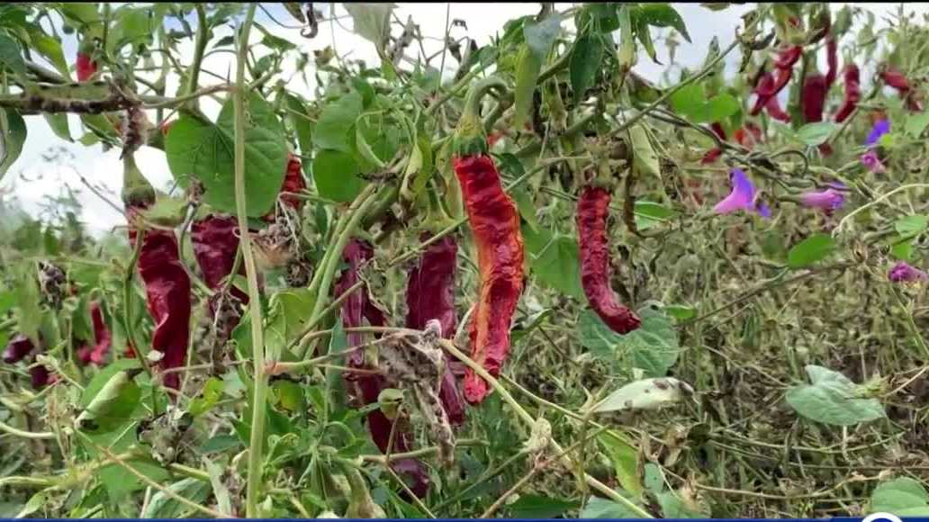 New Mexico Chile farmers impacted by Monsoon aftermath