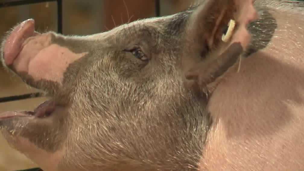 Wisconsin State Fair takes precautions to make sure animals are healthy