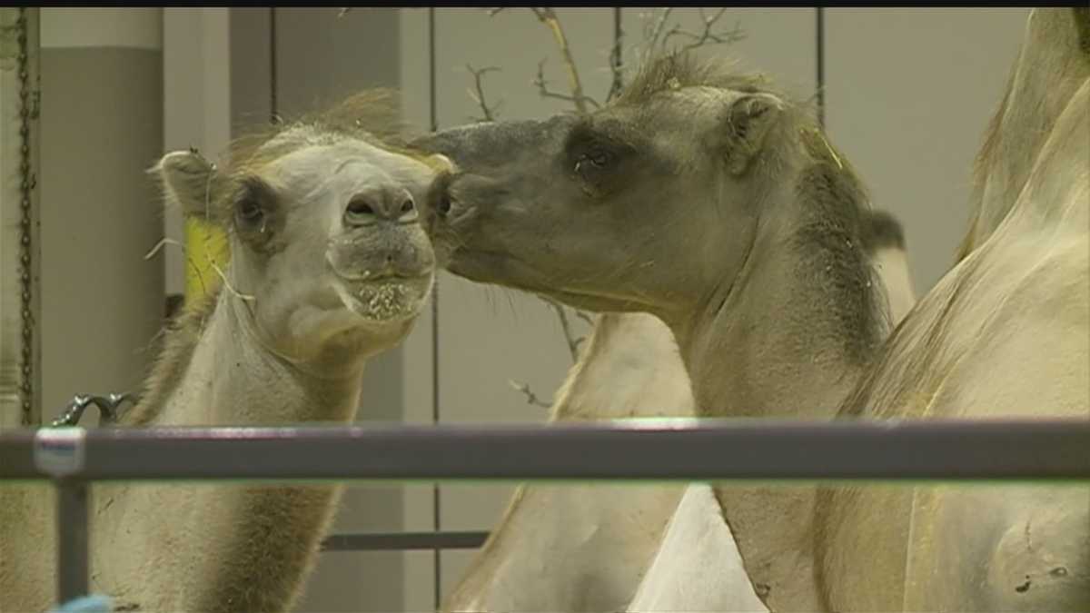 Ringling Brother's Circus in town - KETV
