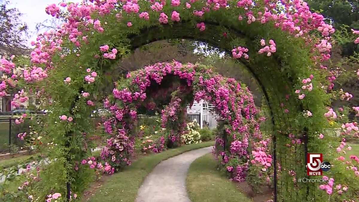 Take a walk through exquisite gardens in the Fenway or create your own ...