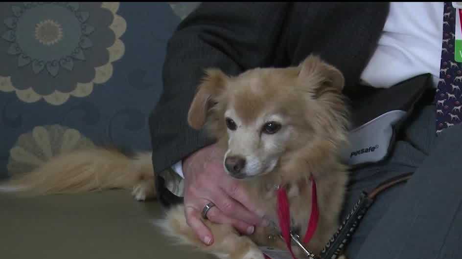 Therapy dog and his handler make a positive impact at a hospital