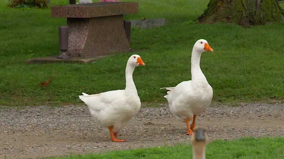 Beloved goose at Iowa cemetery dies in hit-and-run