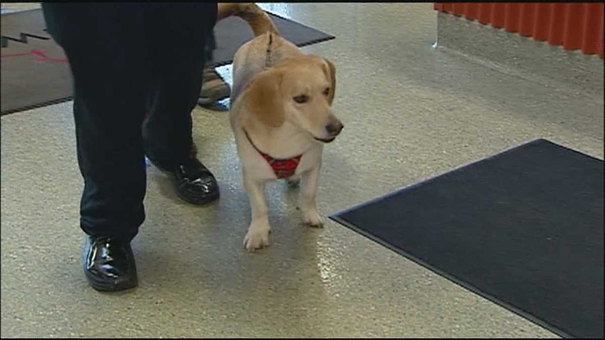 Wayside Waifs reunites with dog it helped rehab