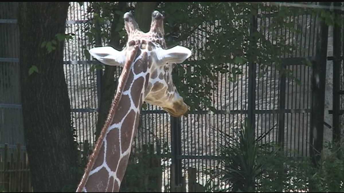 Zoo asks for letters of support