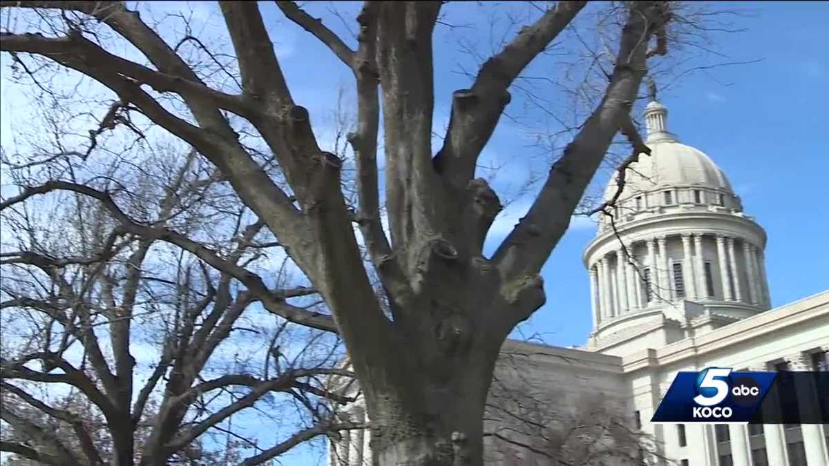 OKC's Martin Luther King Jr. Tree of Life thrives