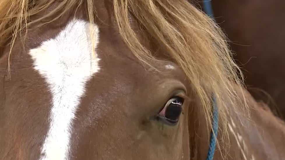 Wild mustangs available for adoption in Cullman County