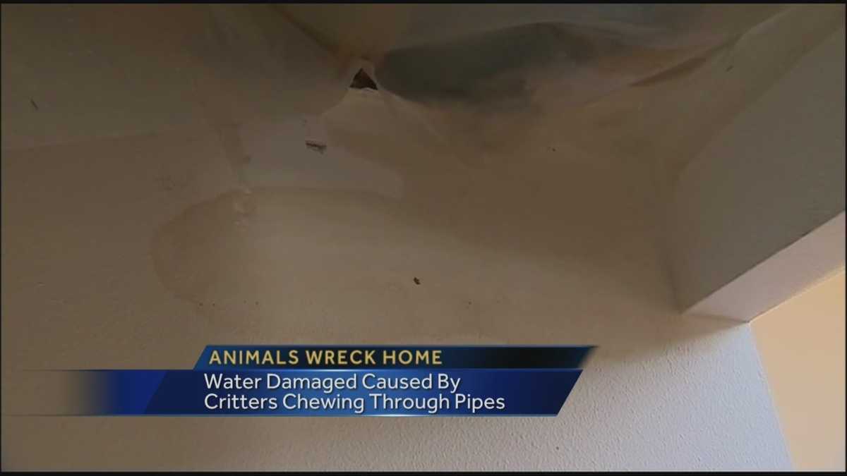 Animals Wreck House