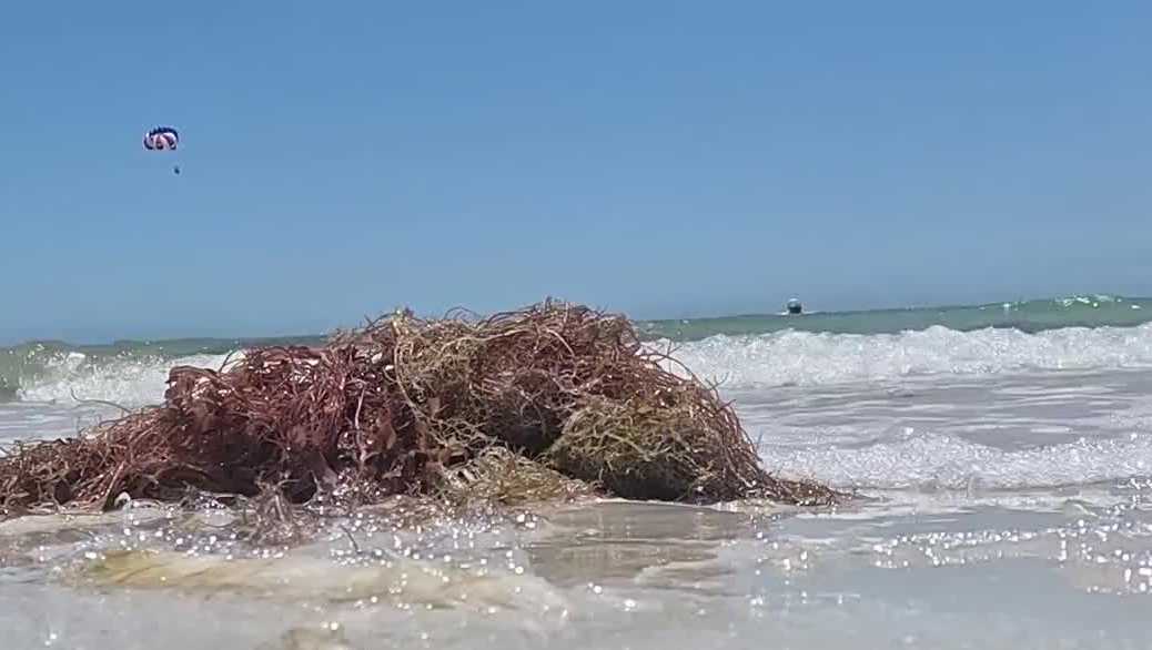 Algae cleanup debate grows on Fort Myers Beach
