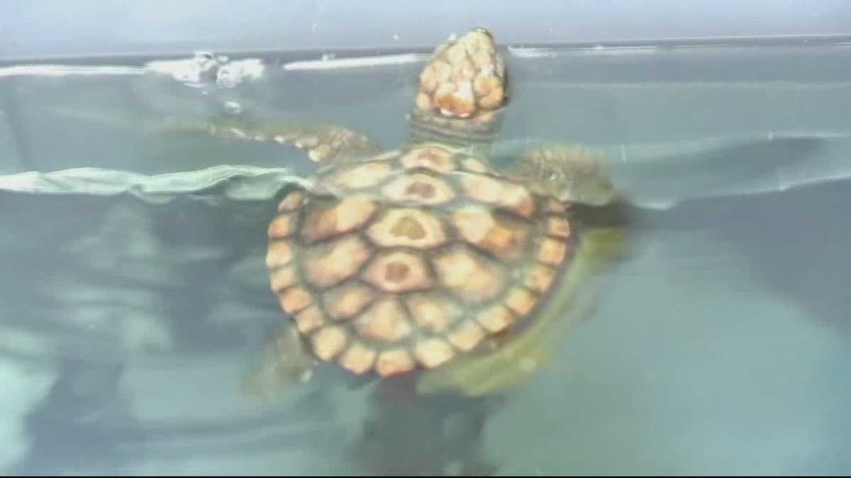 Inside look at Monterey Bay Aquarium's turtle exchange program