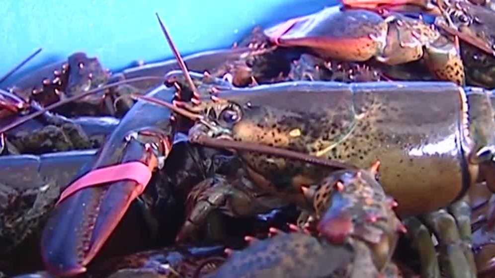 Chinese demand for local lobsters sees 'astronomical' drop as trade war ...