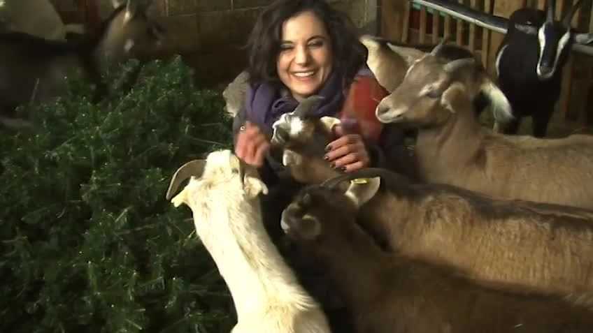 WPTZ reporter tries to film with goats, hilarity follows