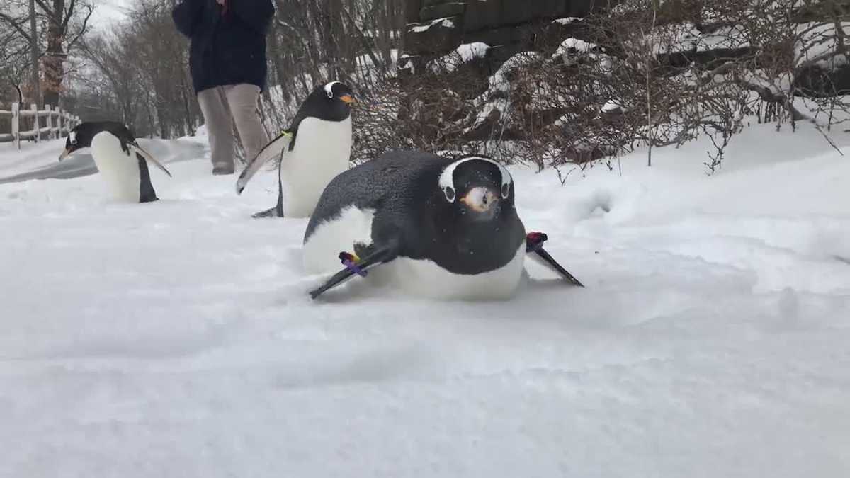 WATCH: Penguins at Pittsburgh Zoo play in the snow