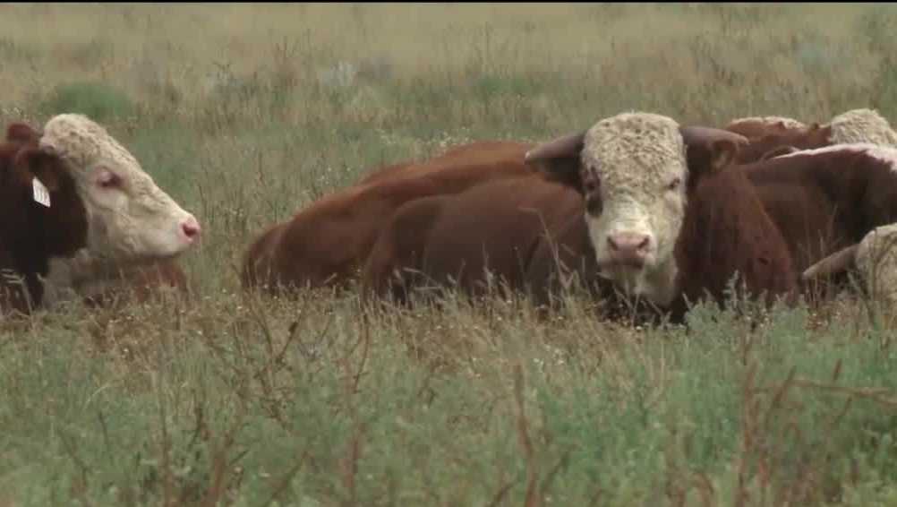 Kill Order For New Mexico Feral Cows Issued By Us Officials